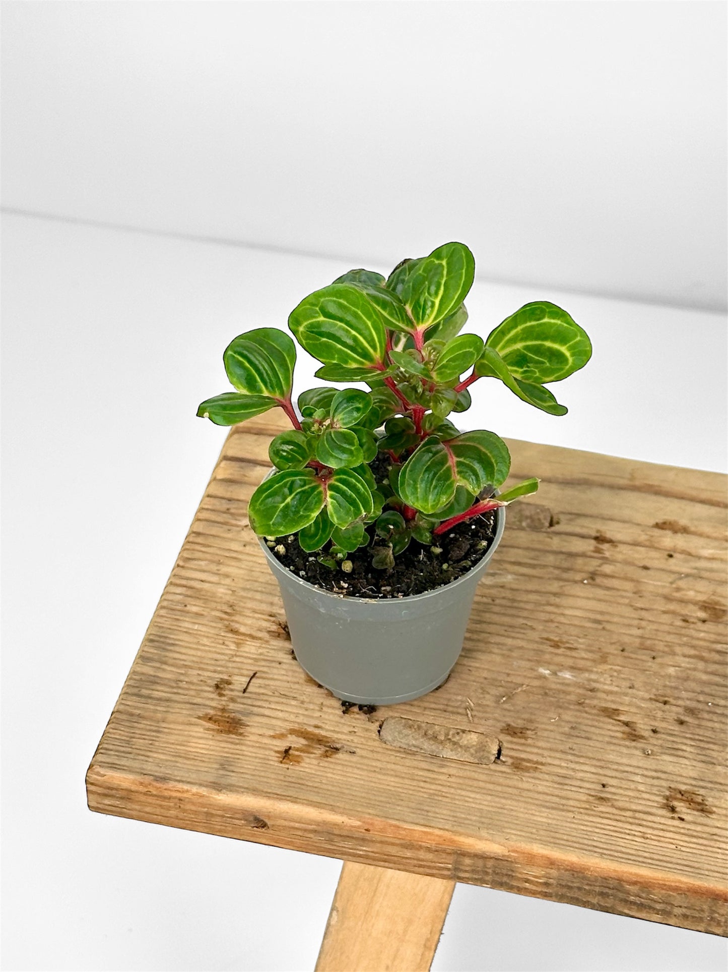 Iresine Herbstii - Baby plant – La Belle Feuille