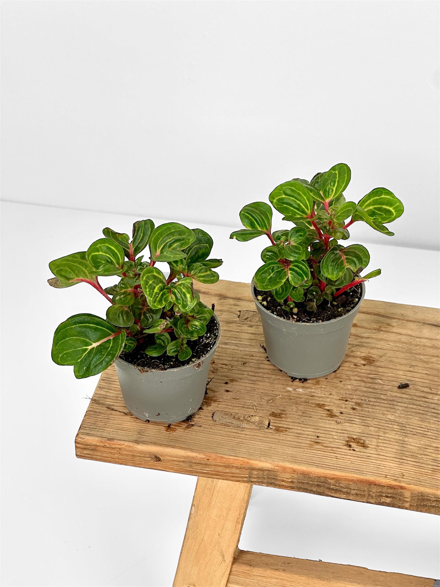 Iresine Herbstii - Baby plant – La Belle Feuille